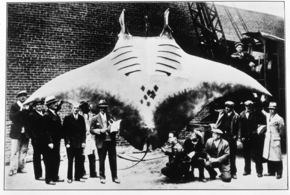 Manta Appearance