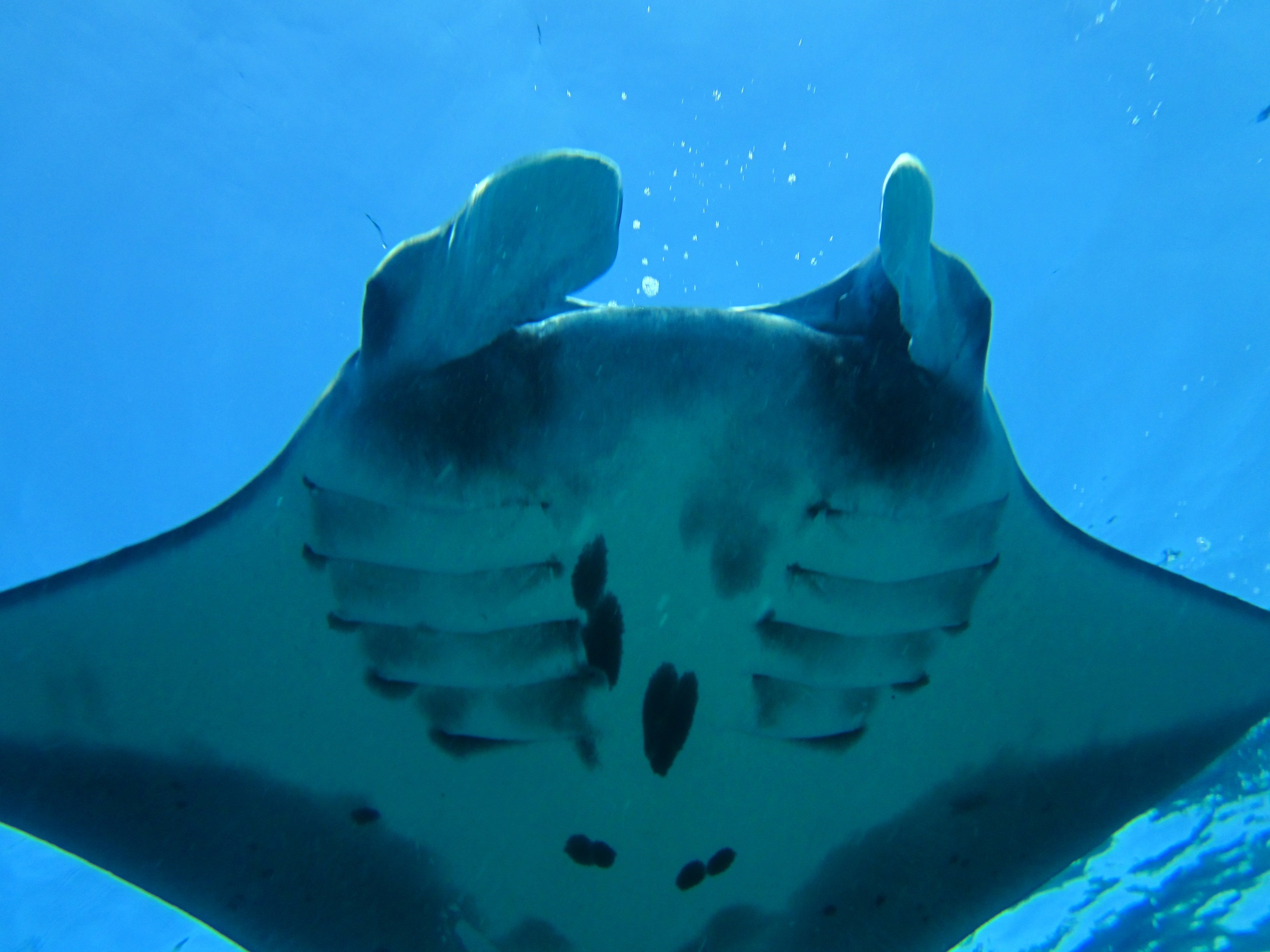 Manta Champion: Fabi Nompas on Diving with Mantas - MantaWatch