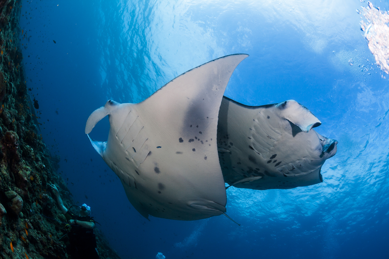 Manta protection recommended by Indonesia's scientists - MantaWatch