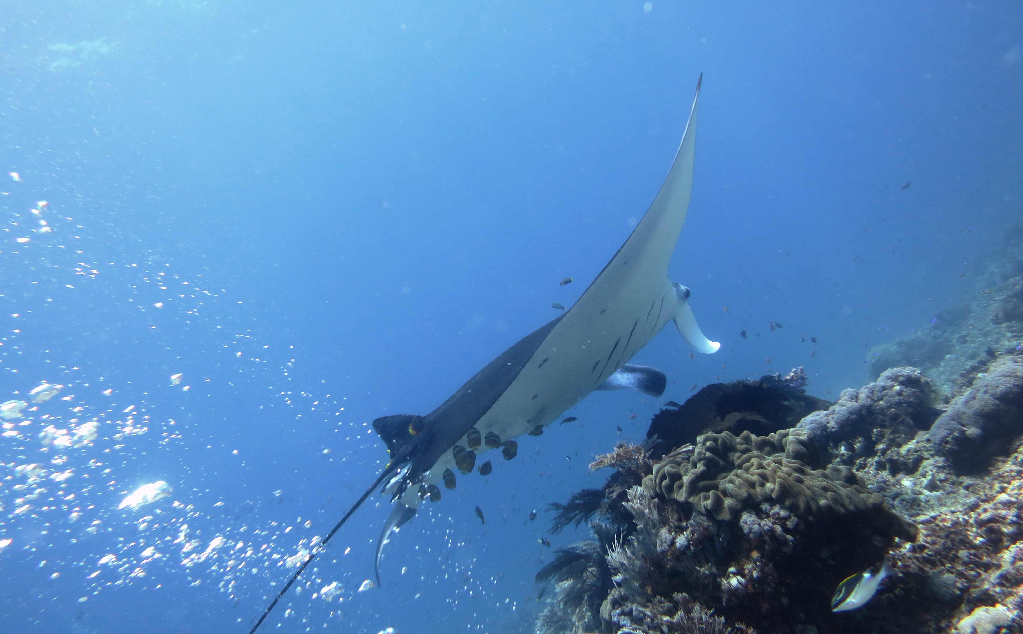 Day 19: Manta and Fish ID - MantaWatch